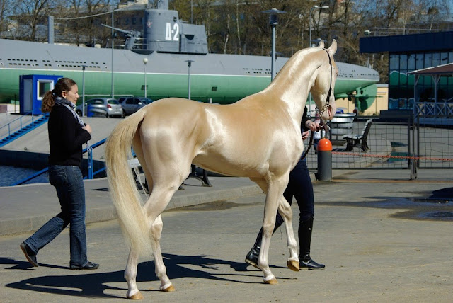 The Beautiful & Prettiest Akhal-Teke Horse In The World (Golden Horse)