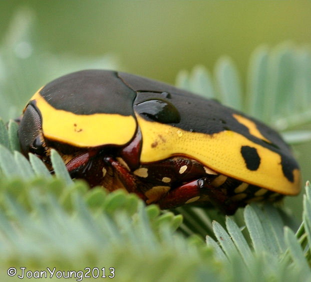South African Photographs: Garden Fruit Chafer (Pachnoda sinuate)
