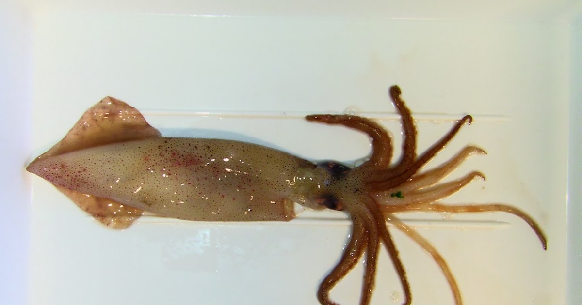 Sciences naturelles: TP 08 Der gemeine Kalmar