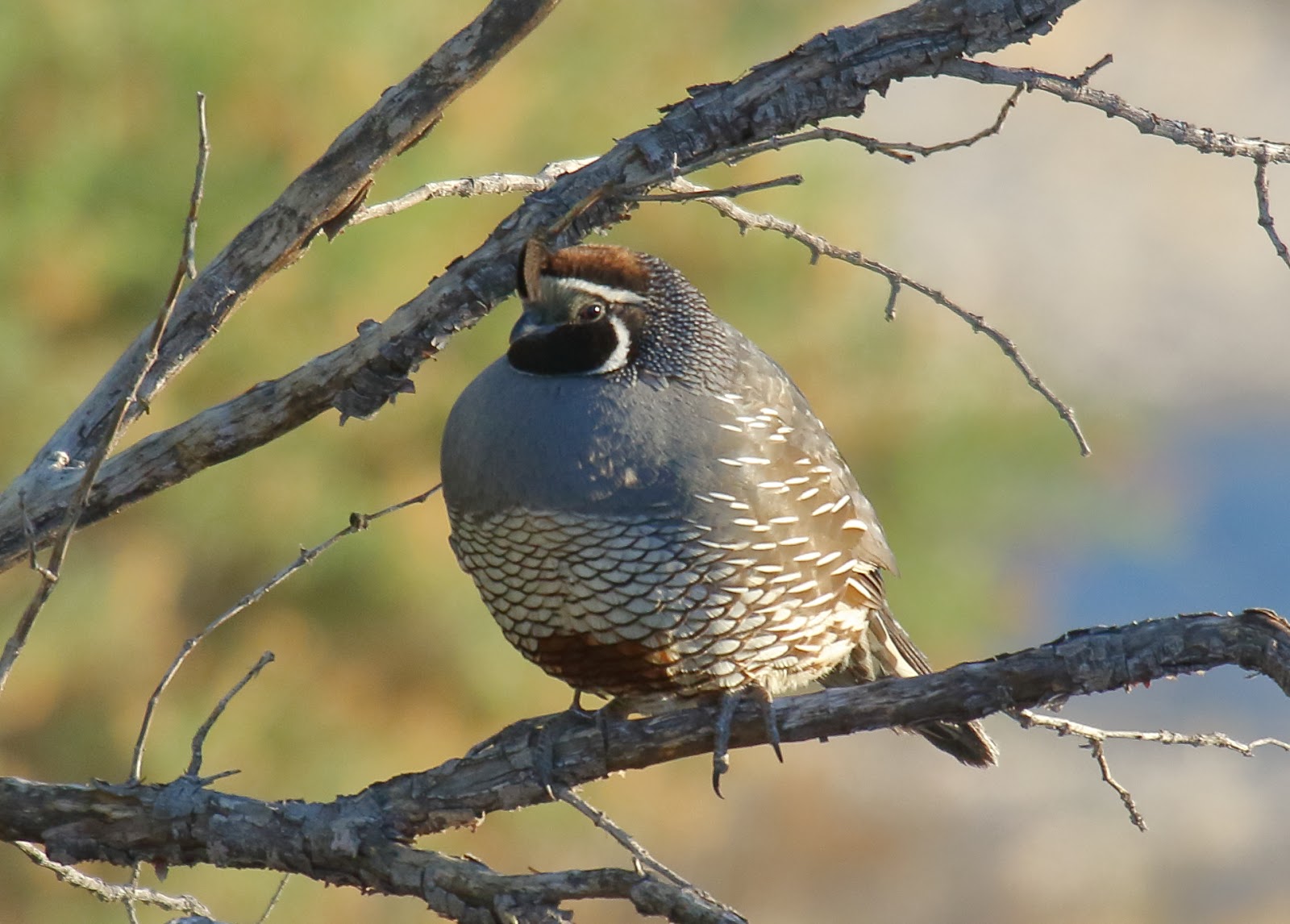 California Quail in Borrego Springs - Greg in San Diego