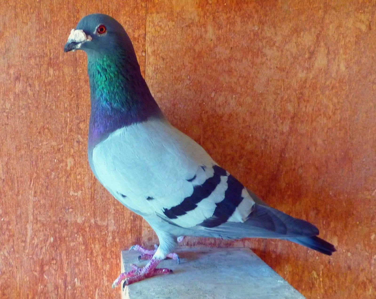 Racing pigeons | pigeons