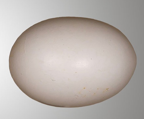 Jajko - jajo - jajo ptasie - Smakowity blog