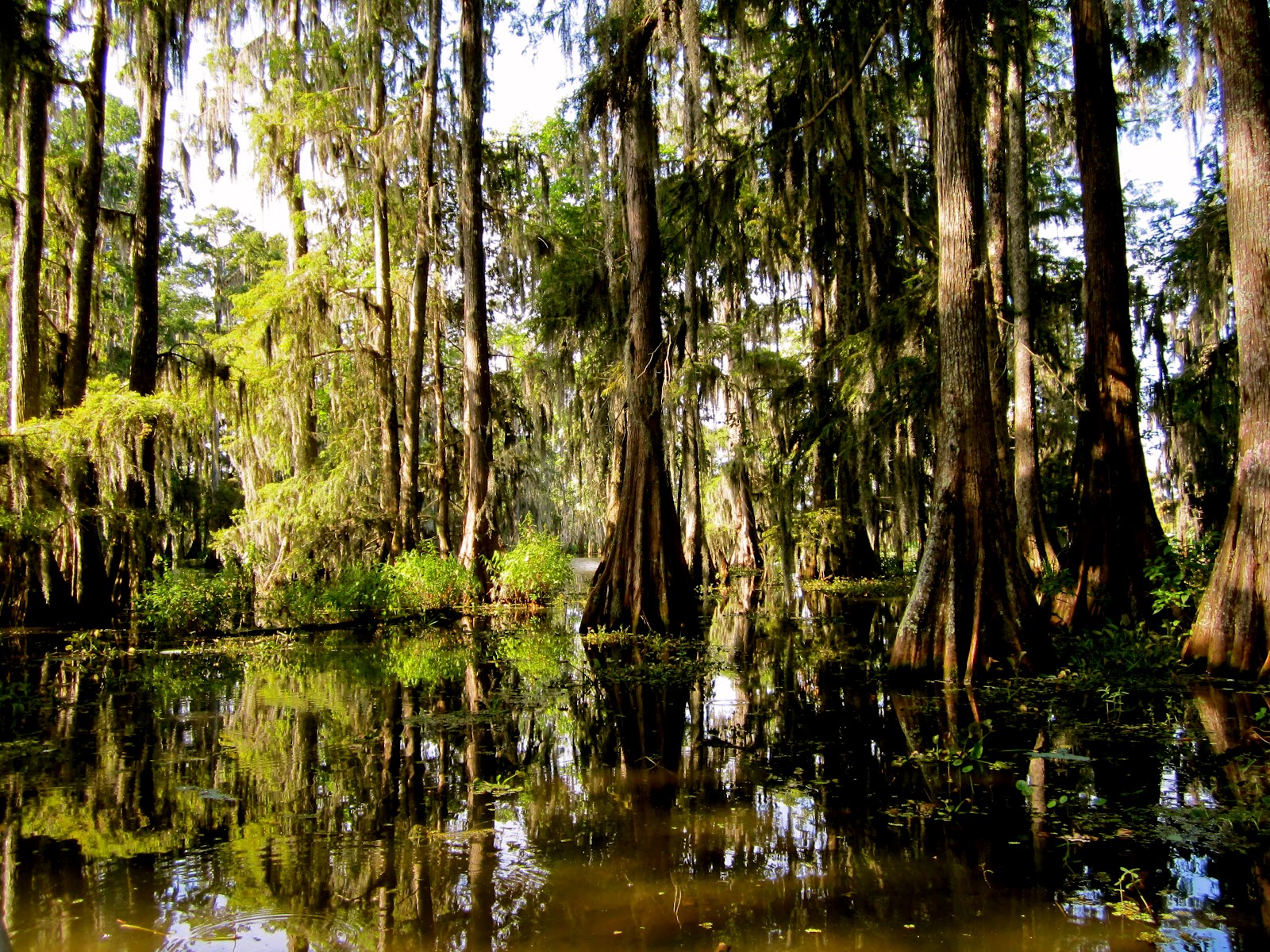 On the Bayou - A Bohemian's Guide to the Wild Woods