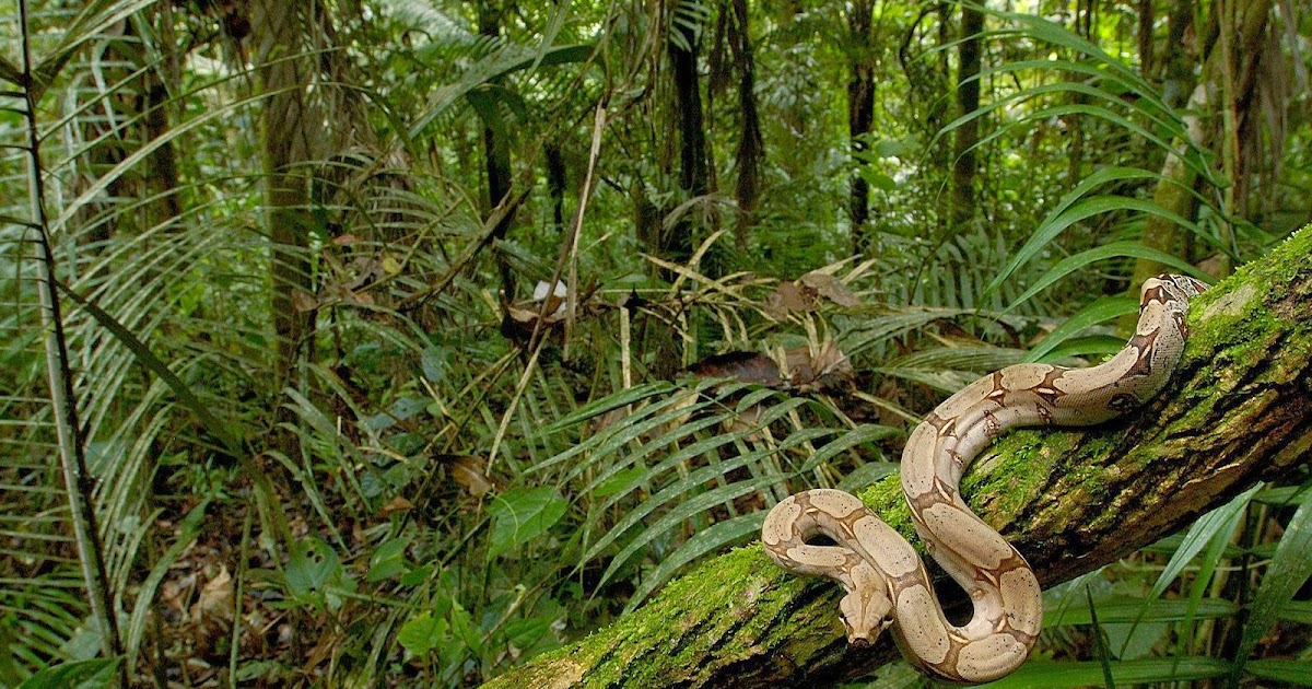 Blog de Sociales 1º ESO : PAISAJE ECUATORIAL