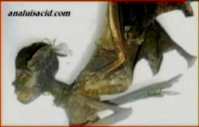 Brazil Weird News: The Strange Corpse of a Mexican Fairy