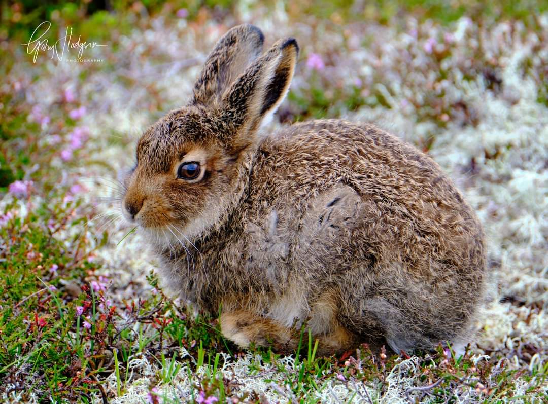 TARMACHAN MOUNTAINEERING: MOUNTAIN HARE PHOTOGRAPHY