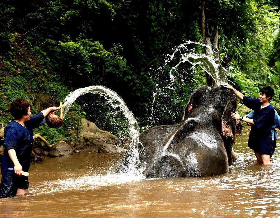 Mae Sa Elephant Camp - Experience the cuteness of elephants