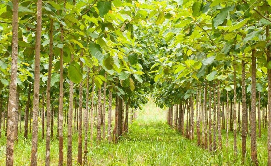 Teak Wood Sagwan Tree | Tectona Grandis | ساگوان