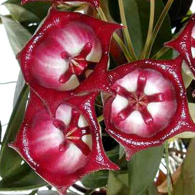 Best Flower's Care: HOYA
