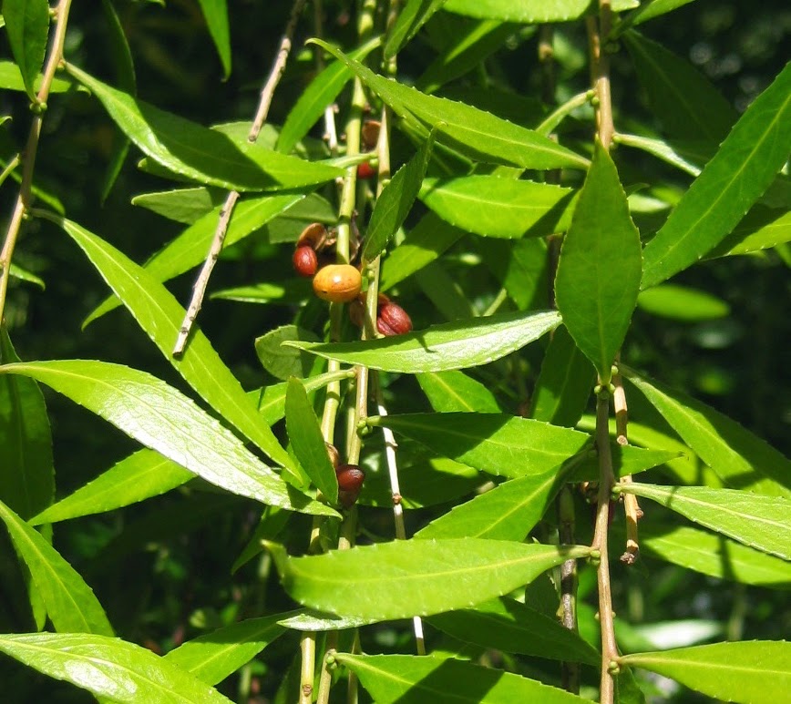 Trees of Santa Cruz County: Maytenus boaria - Mayten Tree