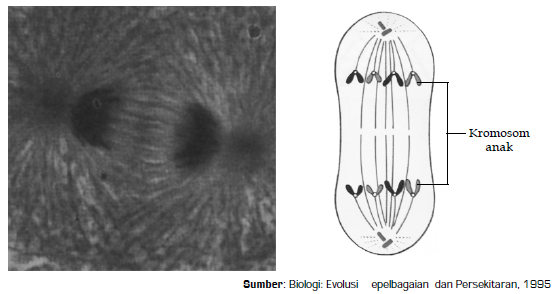Pengertian Tahapan Profase, Metafase, Anafase Dan Telofase Dalam Proses ...