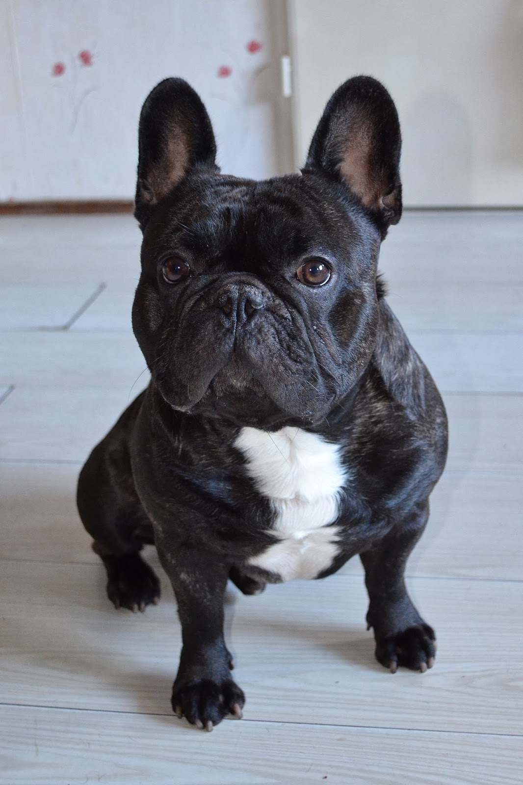 Fransk Bullblogg: Smeagol the French Bulldozer!