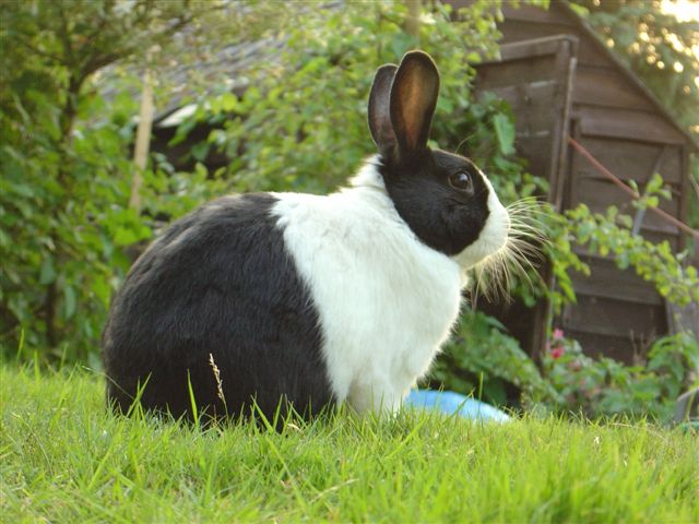 Rabbits for sale from Bangladesh!! - Buy Rabbits, bunny, house bunny ...