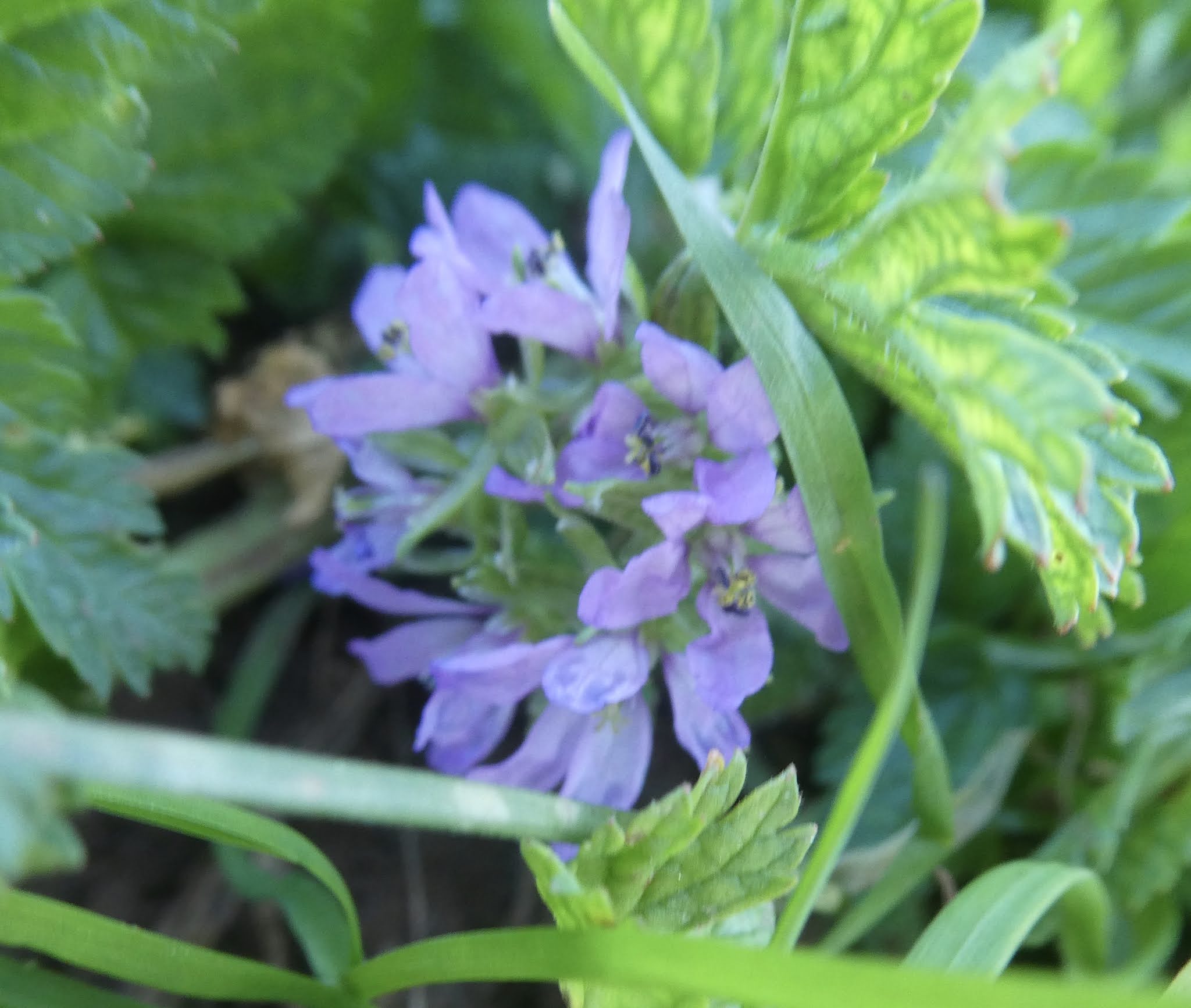 Backward Birding: The Turn Of The Year