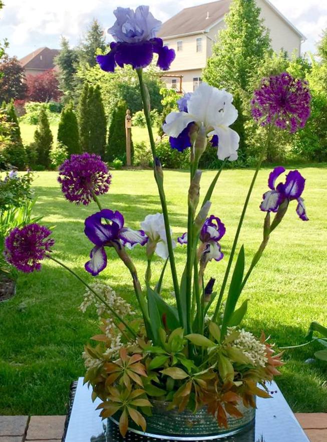 World of Irises: "Talking Irises" DISPLAYING IRISES Using a variety of ...
