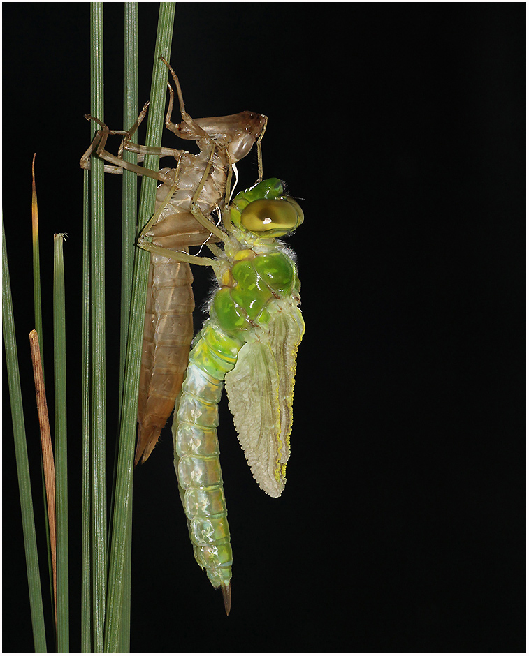 Kent Dragonflies: The BEST Emergence Photos