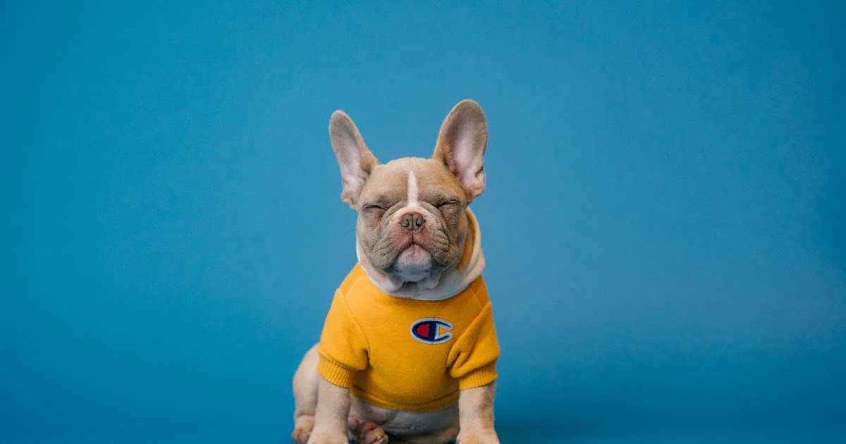 “Dog’s Bollocks” nghĩa là gì?