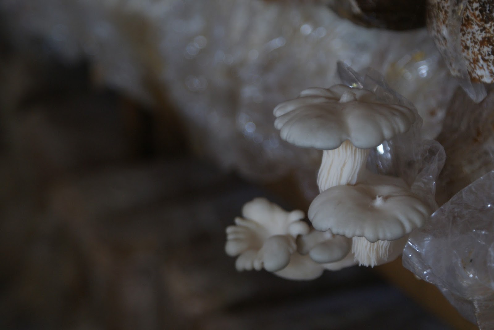 JAMUR TIRAM PUTIH: Jamur tumbuh aneh? Jangan salahkan bibitnya dahulu