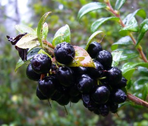 Fruit Names A to Z with Pictures - Informative Talks