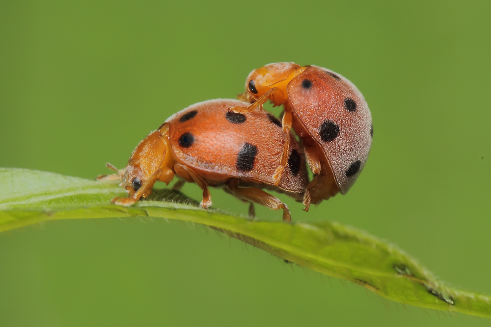 Curhat Fotografi: Tips Memotret Kepik