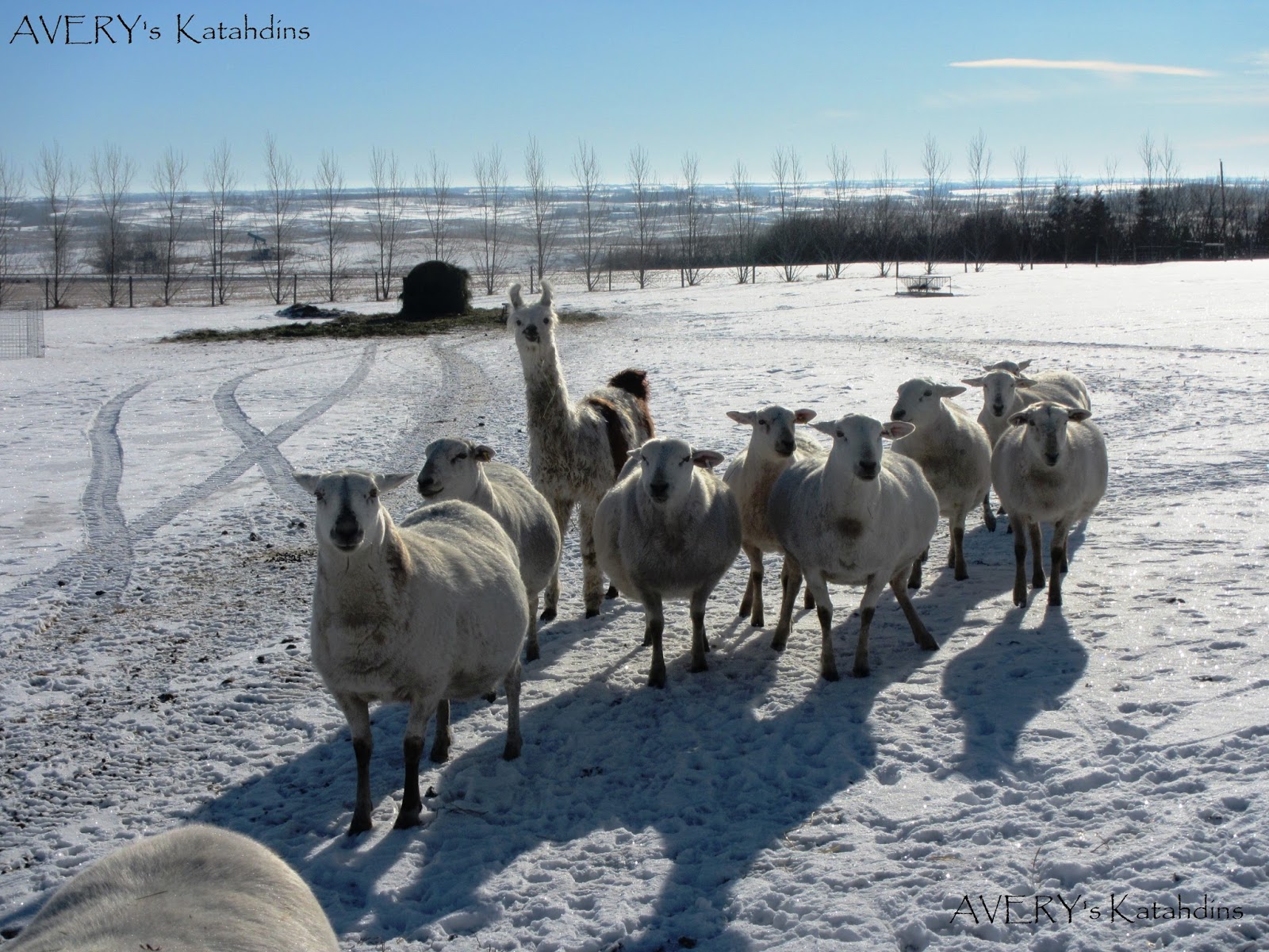 AVERY's KATAHDIN SHEEP