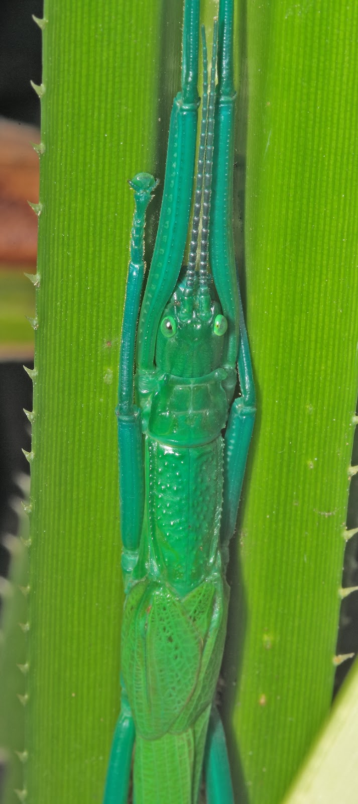 BunyipCo: The Peppermint Stick-insect