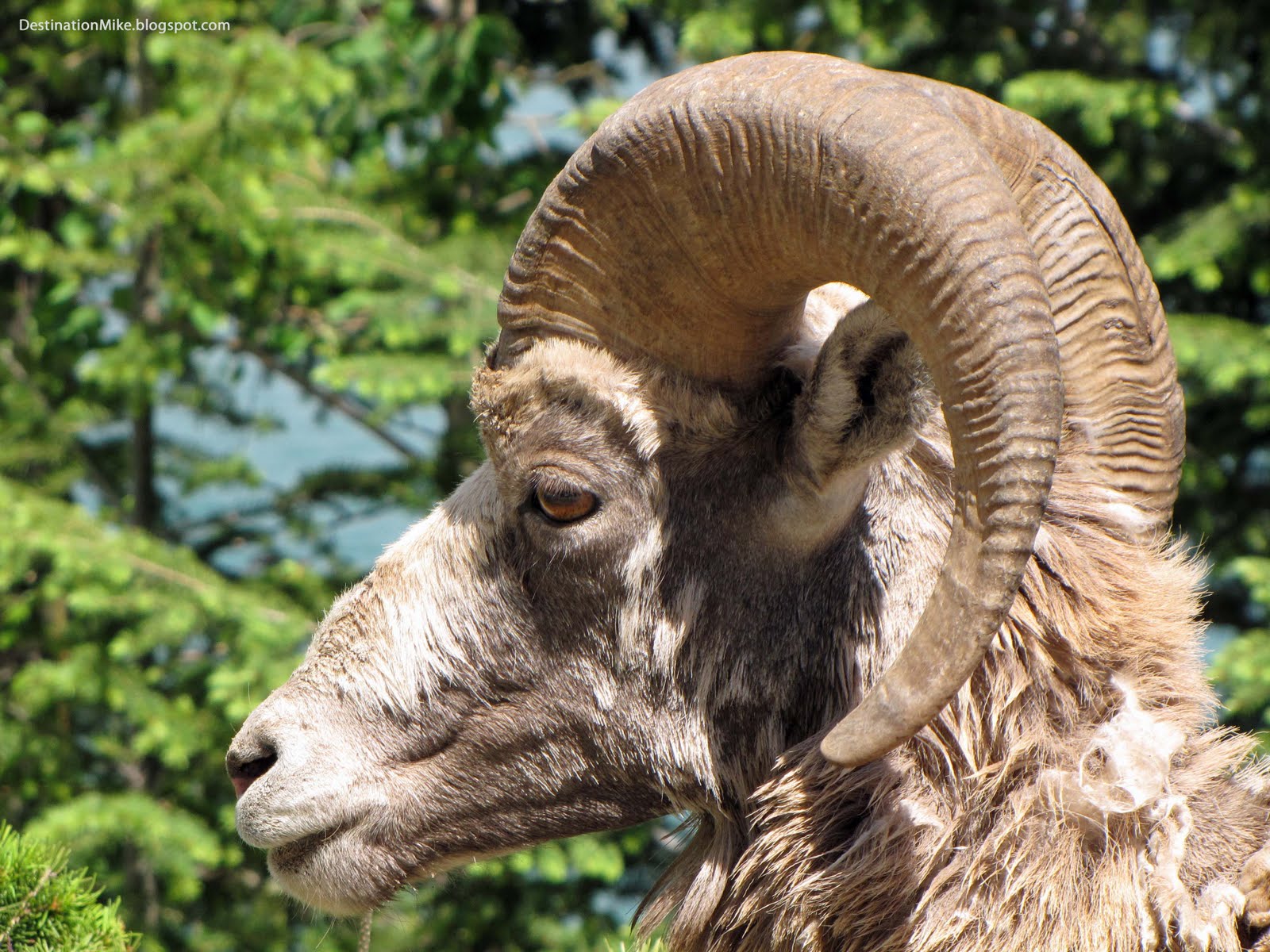 Destination Mike: Wildlife Seen in Banff National Park