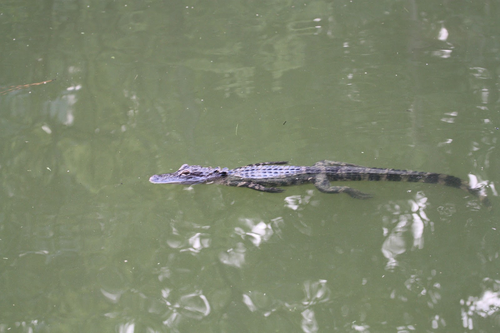 Sweet Southern Days: Alligator in the Pond