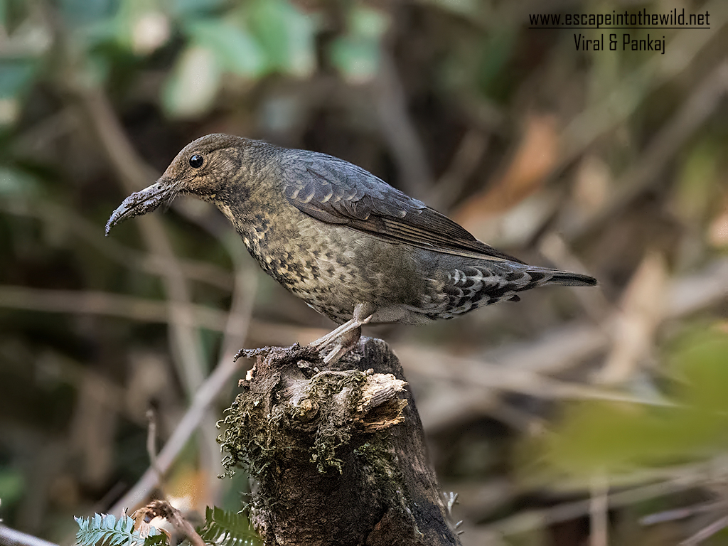Long-billed Thrush
