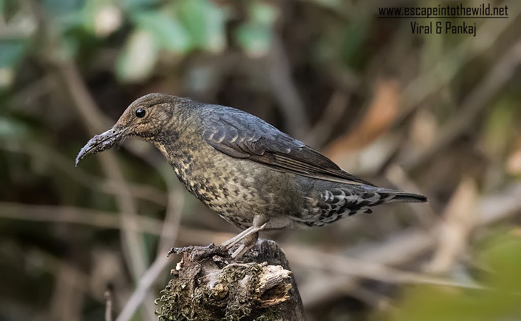 Long-billed Thrush