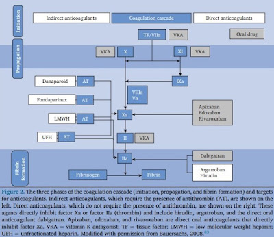Vascular Mind : THE THREE PHASES OF THE COAGULATION CASCADE AND TARGETS ...