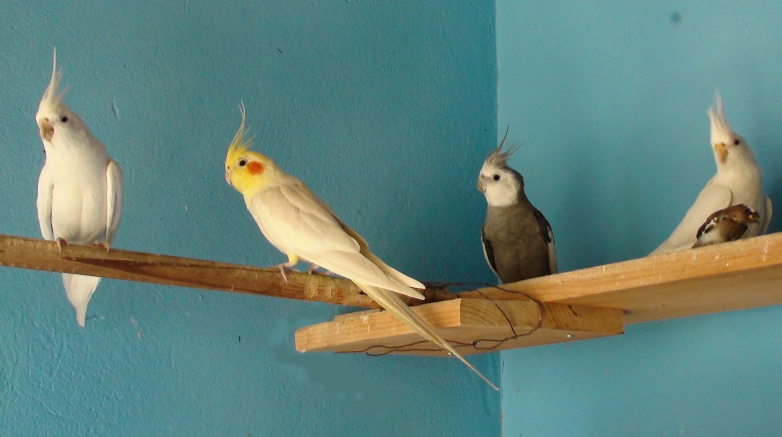 avesdojorge: Calopsitas Masas