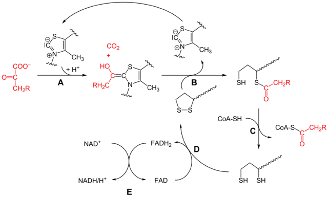 Punk Biology Student Blog: PYRUVATE DEHYDROGENASE COMPLEX (PDC)