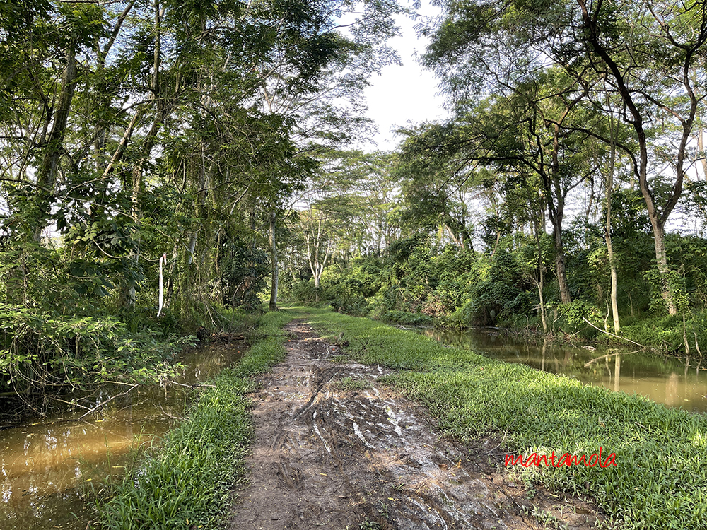 manta blog: Kranji Rail Corridor