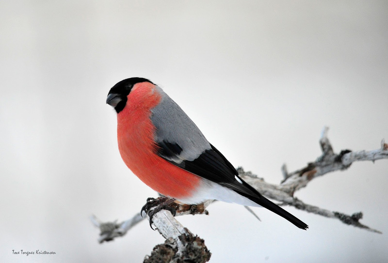 Min lille fotoverden: Dompap