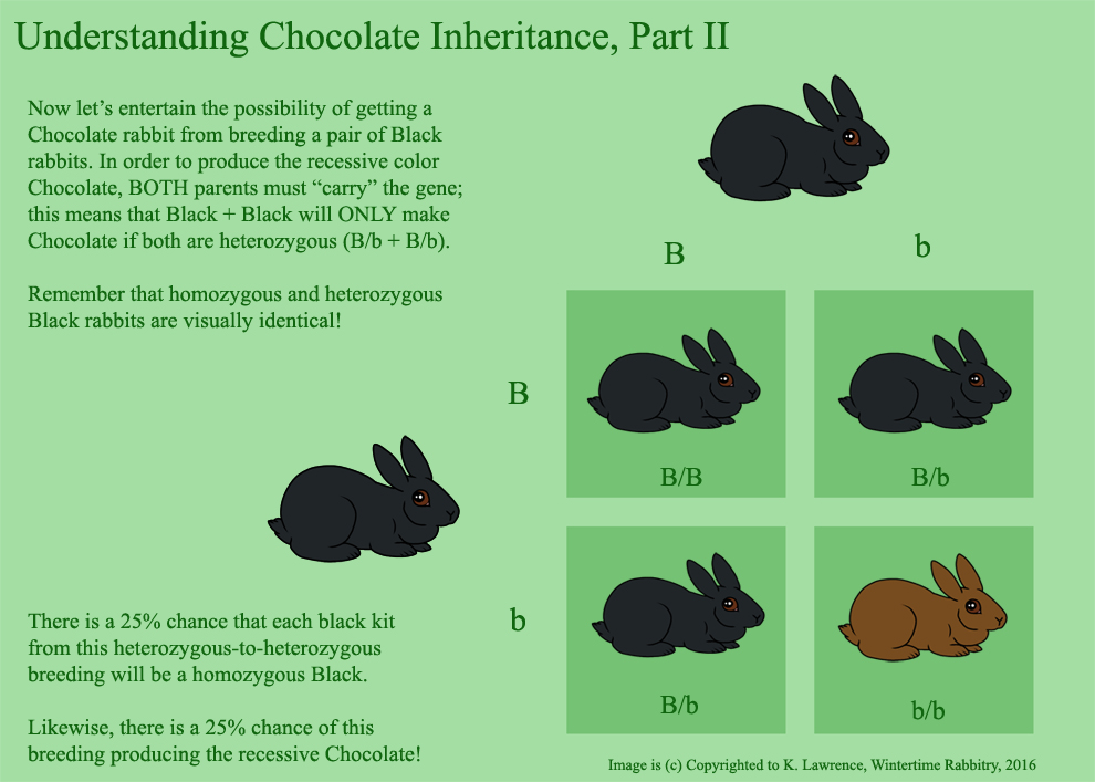 Rabbit Genetics And Musings: Cheat Sheet: Understanding Recessive ...