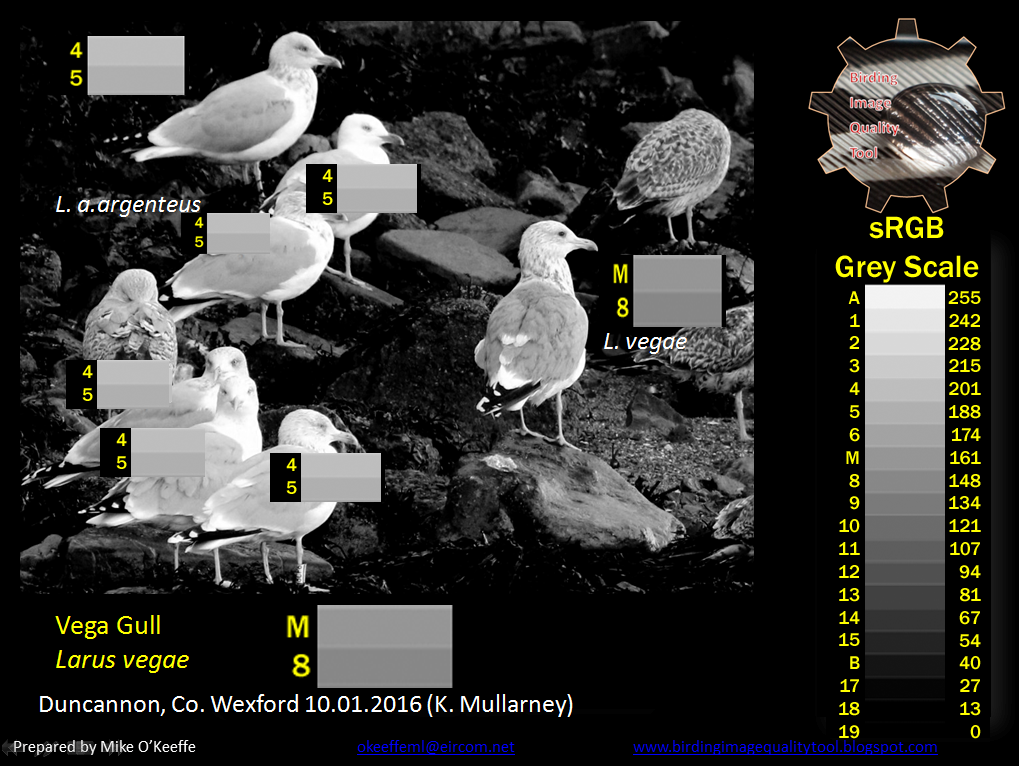 Birding Image Quality Tool: Field Marks - Grey Scales and Gulls (Part 3)