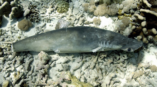 Atrocity Towards Sharks 'Shark Finning' Cut Off their Wings Alive ...