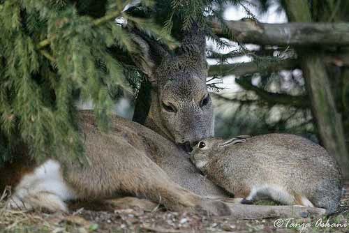 White Wolf : Deer and Rabbit Are Best Friends In The Wild. (PHOTOS)