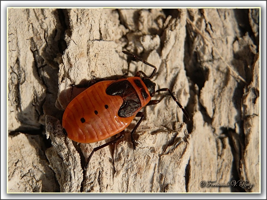 Insectos de La Rioja: Chinche roja. (Pyrrhocoris apterus)