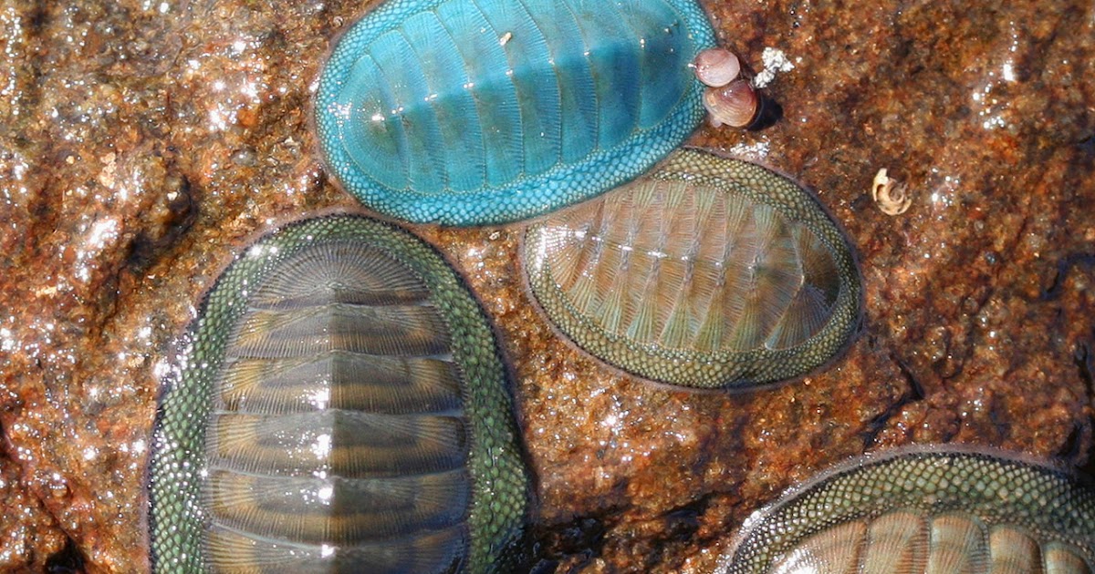 Real Monstrosities: Chiton