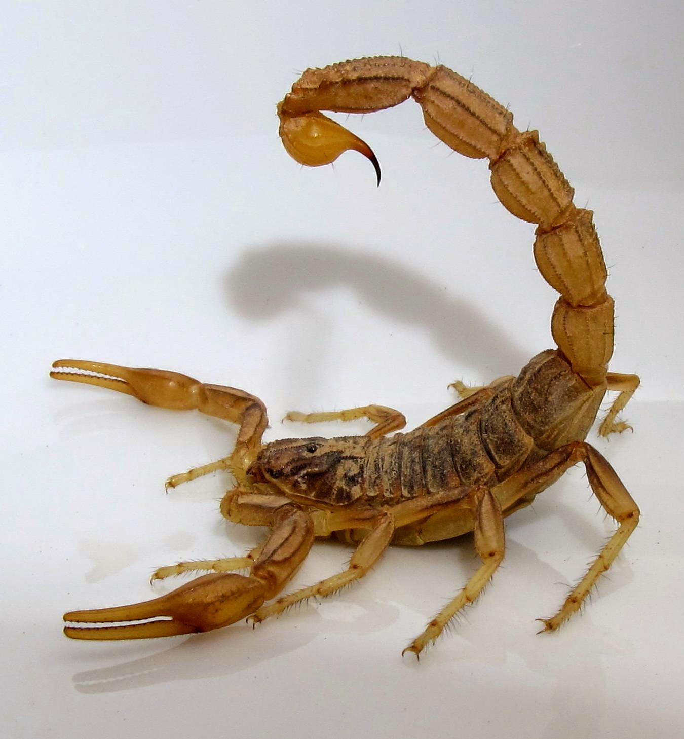 LA CIENCIA DE LA VIDA: Los malvados escorpiones