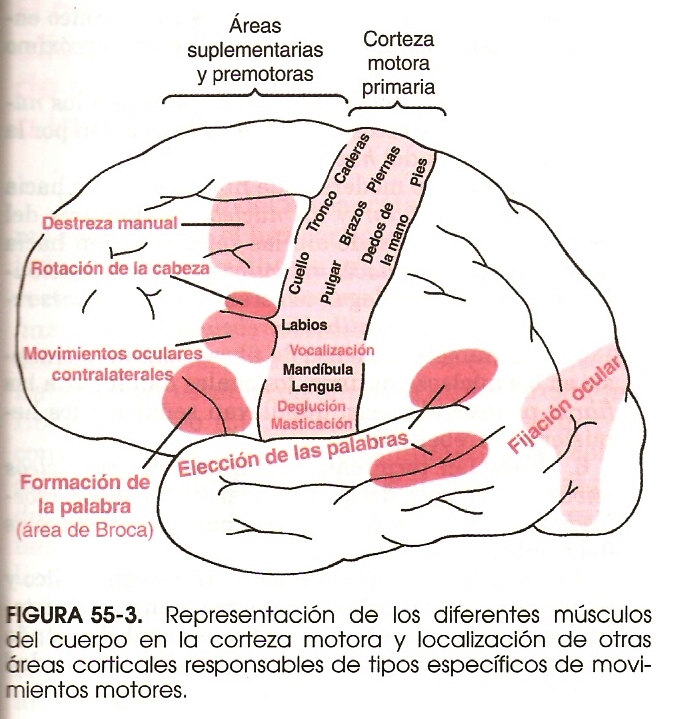 BIOMECANICA