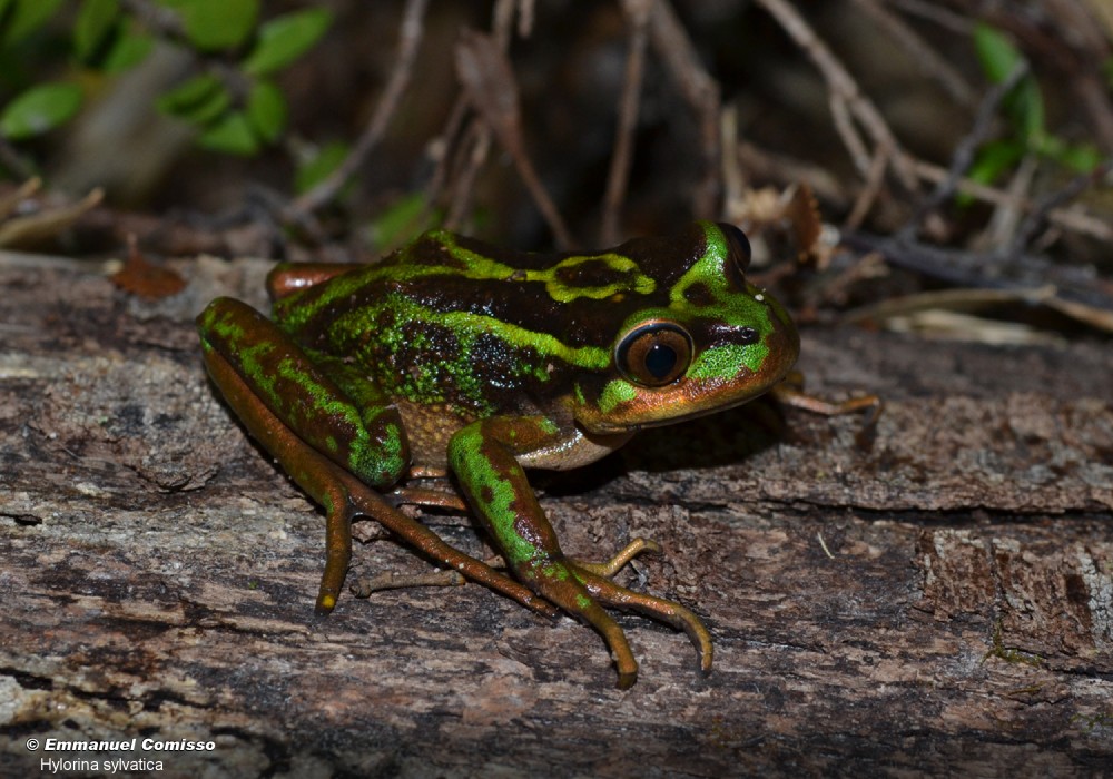 Argentina nativa: Rana verde dorada (Hylorina sylvatica)