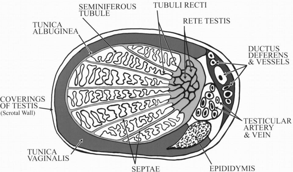 Plantão Médico: Histología del Aparato Reprodutor Masculino - Parte 1