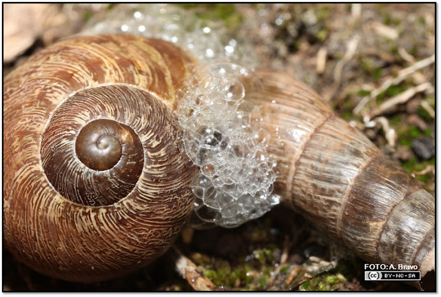 FAUNA AUXILIAR: FAMILIA SUBULINIDAE