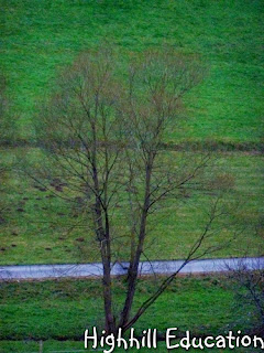 Highhill Homeschool: Winter Trees - Identify Trees by Their Shape