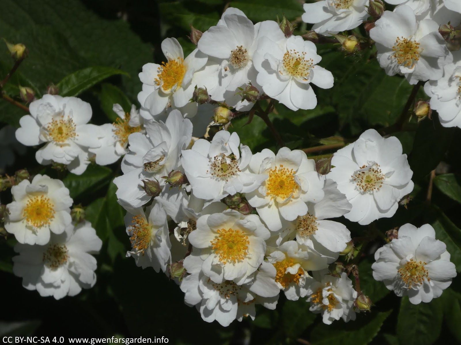 Gwenfar's Garden and other musings: Happy ramblings: Rosa 'Seagull'