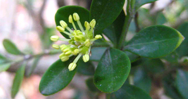 Ciri Ciri Pohon Boksus / Boxus (Buxus) Di Alam Liar - Ciriciripohon.com