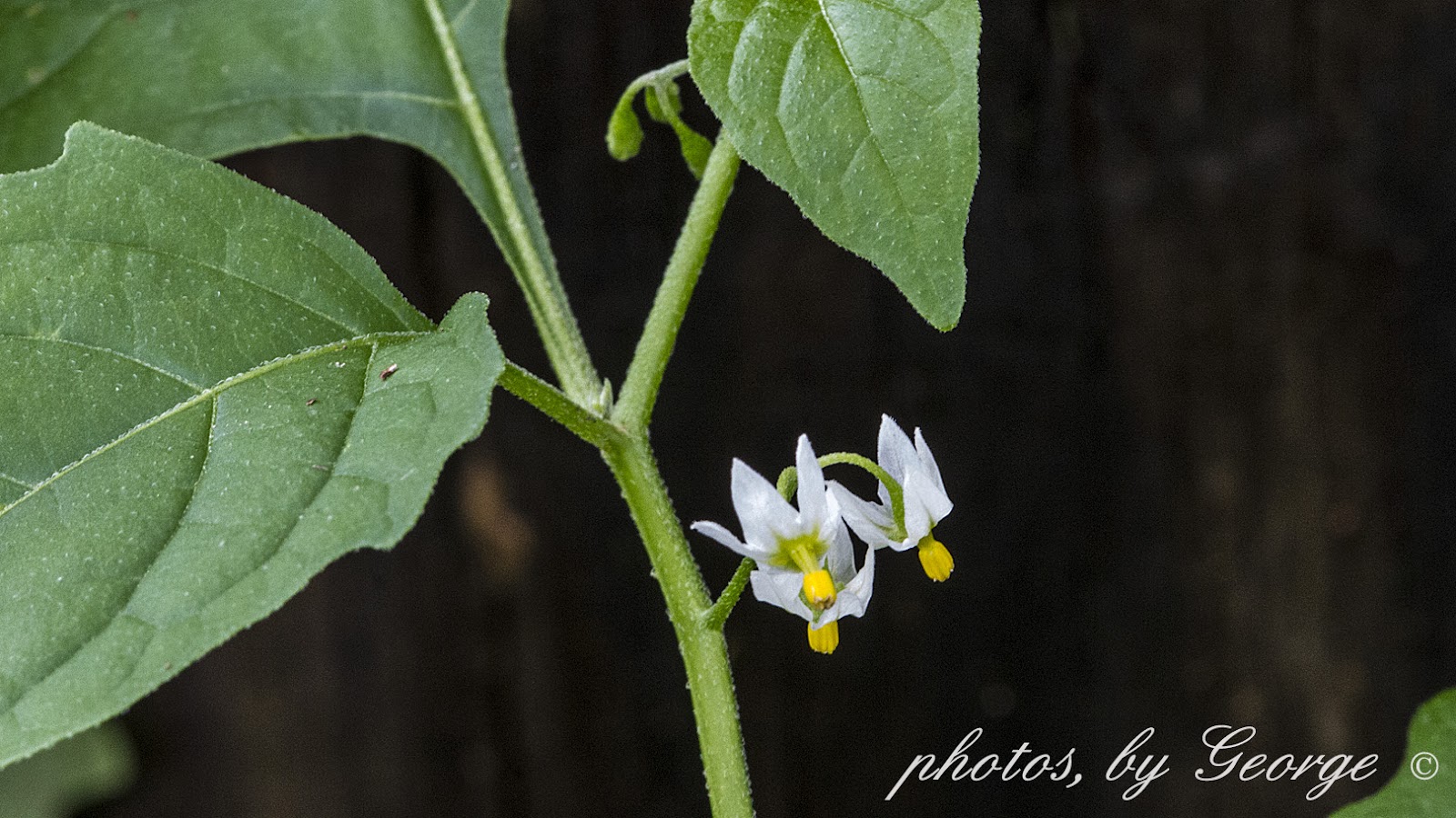 Solanum Nigrum Flower